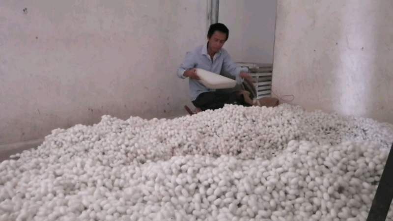 终于等到今天卖蚕茧,大丰收有收入了