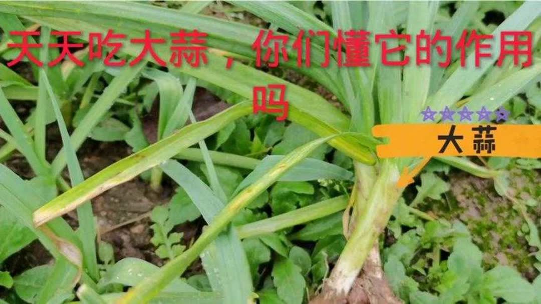 大蒜人们天天都生吃,可你们知道它的用途吗,听农村老人怎么说。