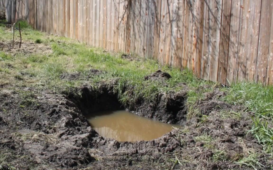 我的后院食物森林1-3年的变化【中文配音】