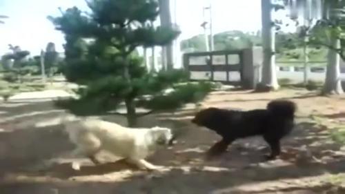 藏獒遇到高加索,藏獒直接冲上去了,猜中了开头,却没猜中结尾