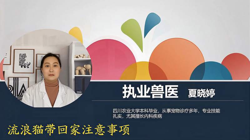 流浪猫带回家注意事项