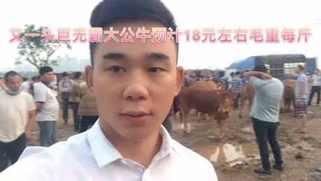 大公牛重量1100斤预计价格是18元左右毛重每斤,今天牛成交率偏低