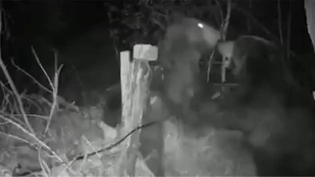 两只大黑熊越界斗殴 现场凶狠拍飞栅栏