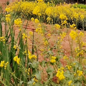 远大家的农村生活 