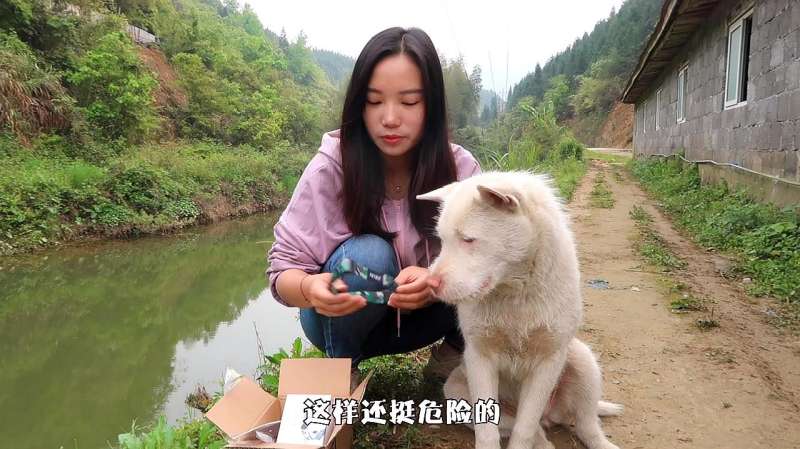 300块买了一个狗狗定位器,下司犬跑出去50米后,农村姑娘傻眼了