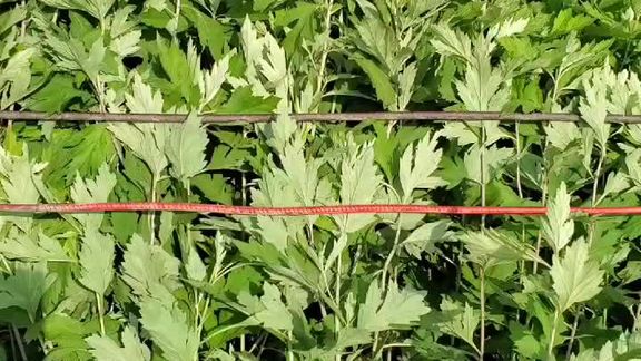 大量出售艾绒艾渣艾粉艾棒足疗包艾根艾苗