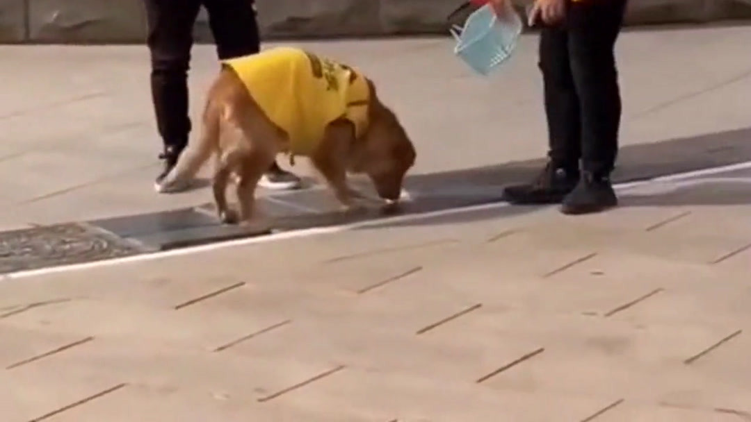 如果美团外卖员是一只狗子,会是怎样的场景,定位都准确到裤腿子了!