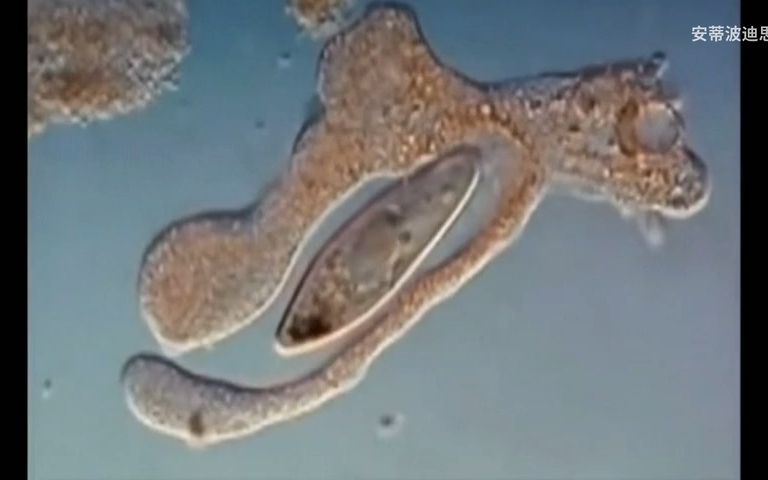 细胞膜的流动性(1、白细胞吞噬病原体;2、变形虫吞噬草履虫。)