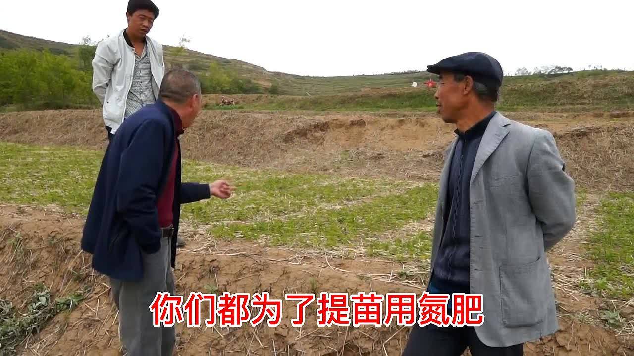 半夏氮肥用的多,容易上病害,减少氮肥使用,好处多