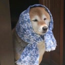 狗哥影视库 