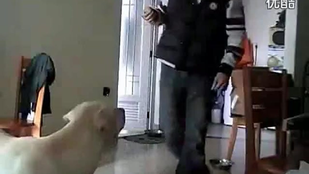 怎么训练狗狗上厕所