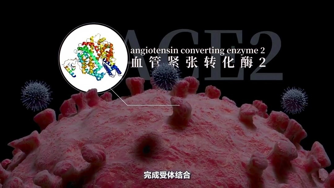 新型冠状病毒如何感染传播?