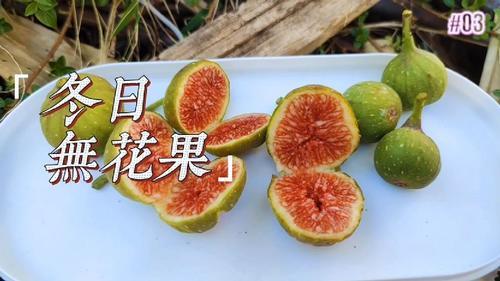 "反时令"无花果成熟了,冬日舌尖上美味,分享下修剪时机与方法