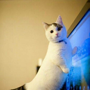 翠绿石 