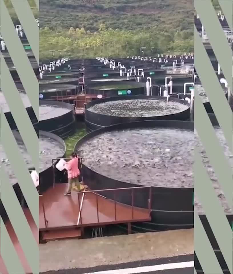 原来现在是这样养殖的,这规模,长见识了!