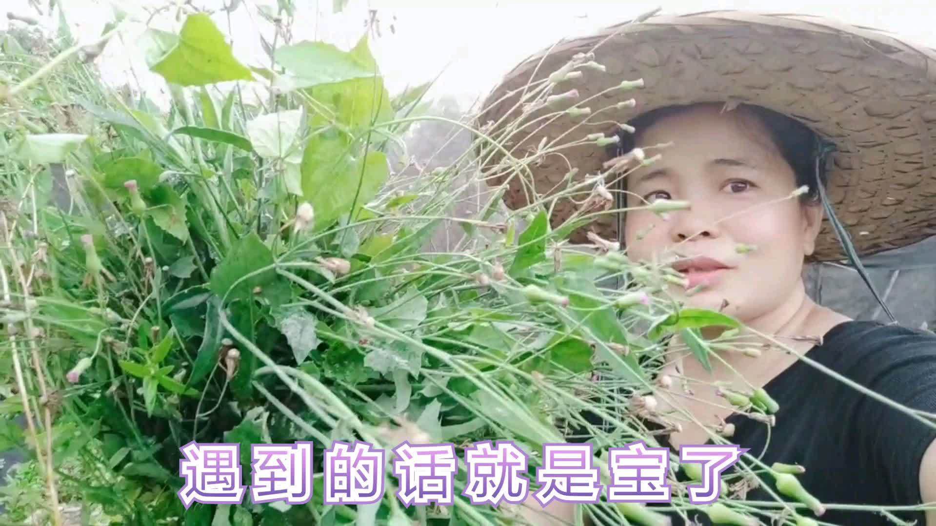 据说这是一种作用很好的中草药,很难遇到,我却要当草除掉