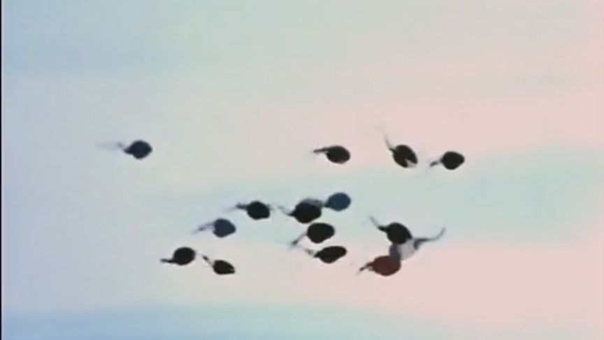 水墨动画片《小蝌蚪找妈妈》