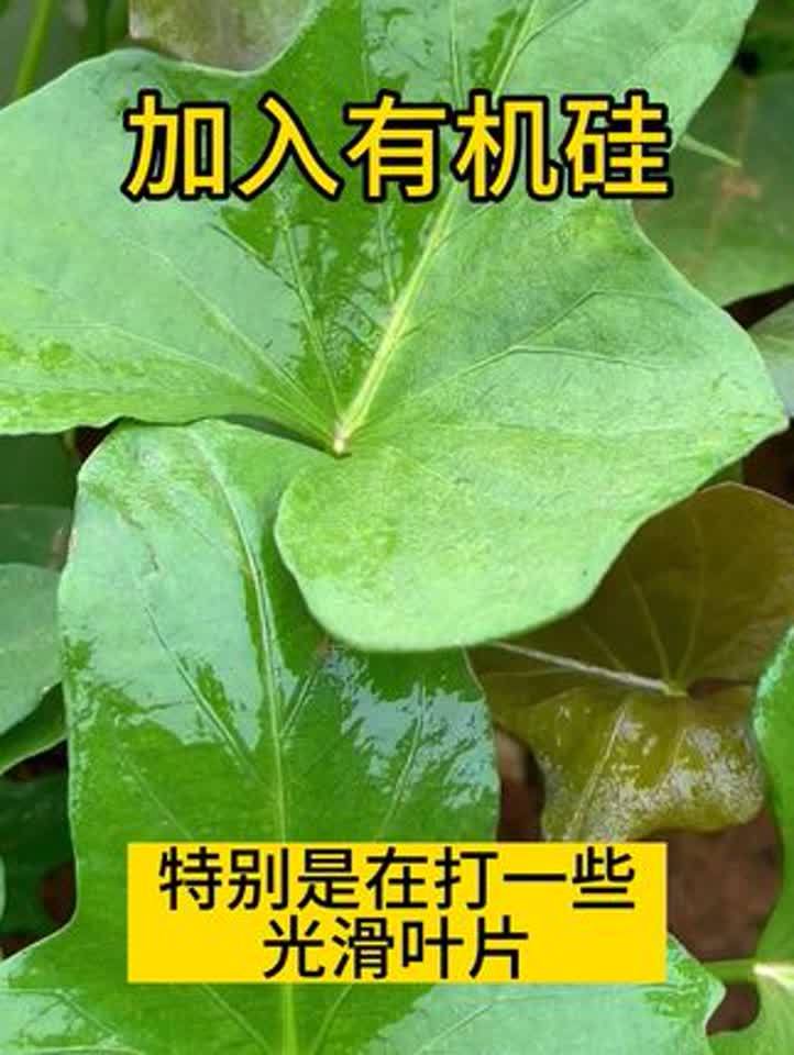 夏天打药,加点有机硅,渗透快耐雨水,效果更好农业