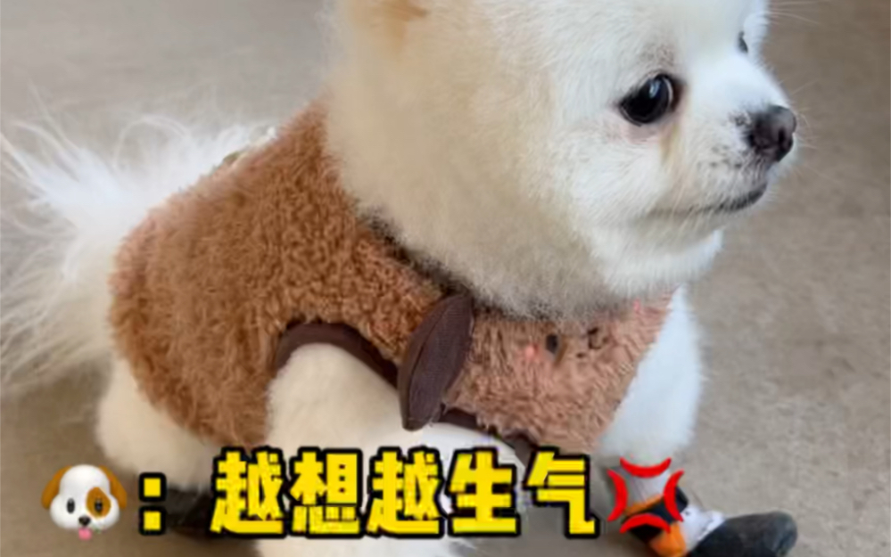 爱生气的小狗狗一定更可爱吧～