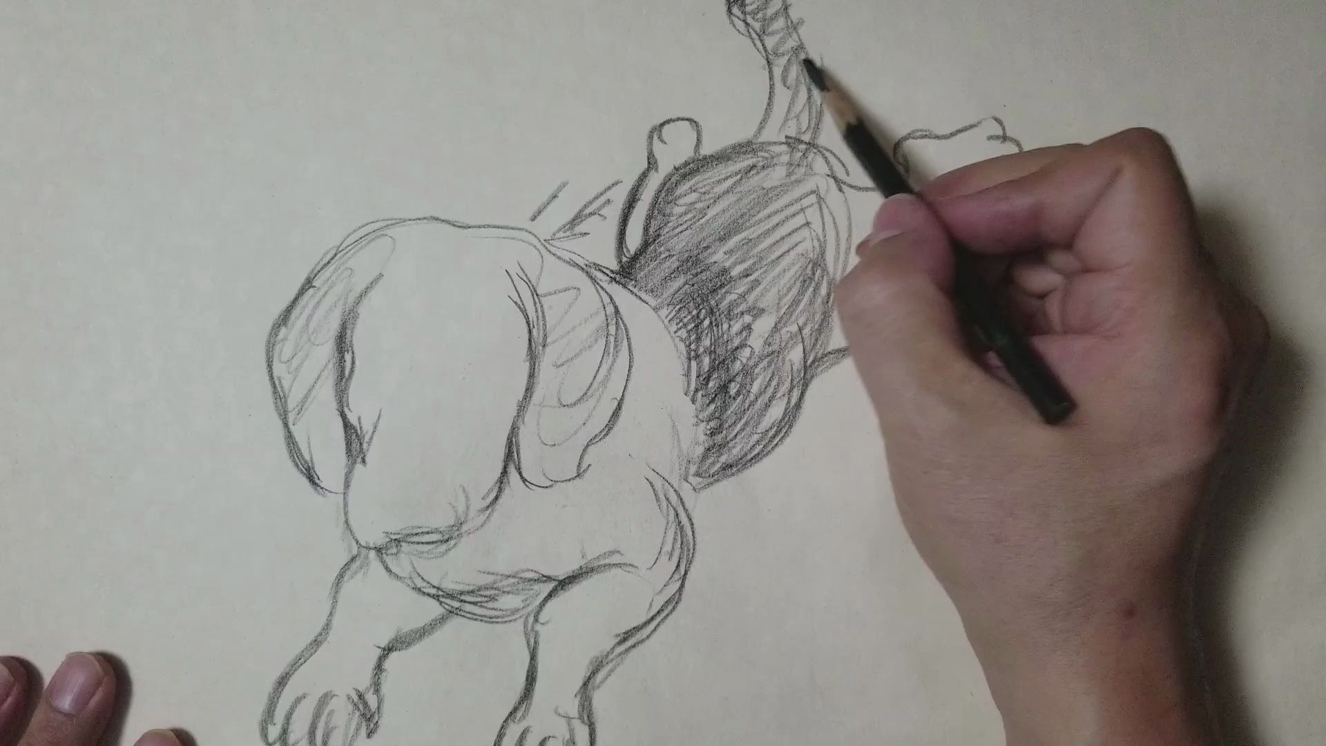 素描画一只小狗,身上这么上色简单又好看,就是感觉哪里不对