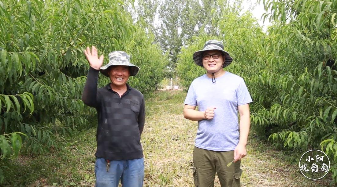 大面积种植桃树如何科学管理?资深果农分享多年种植经验