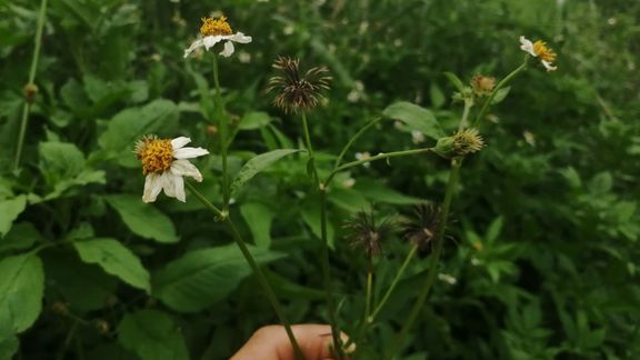 为什么越来越多人把“鬼针草”当野菜吃?原来它有那么好的作用!