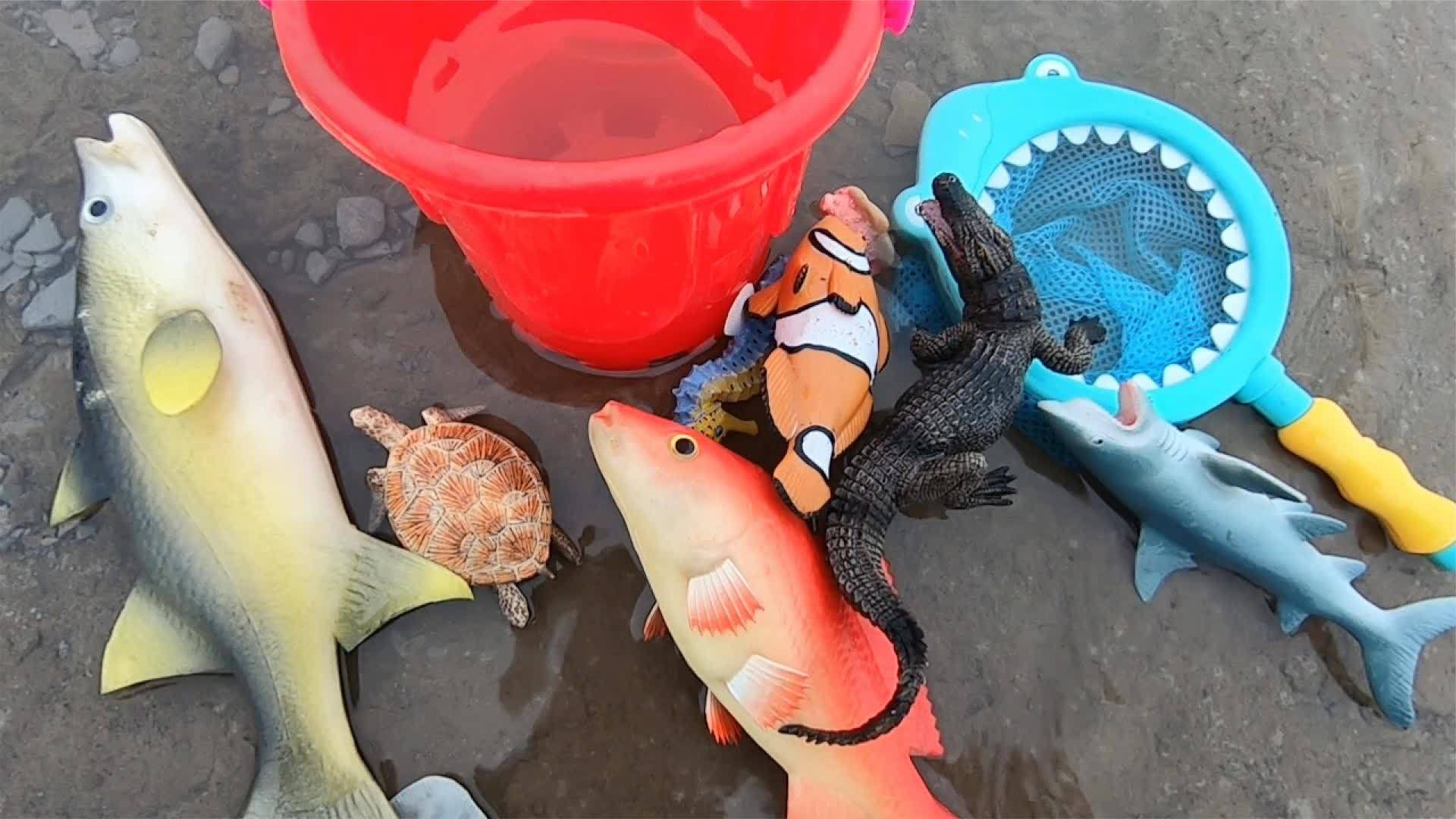 狼,海马,蟾蜍,海龟的共同特点是什么