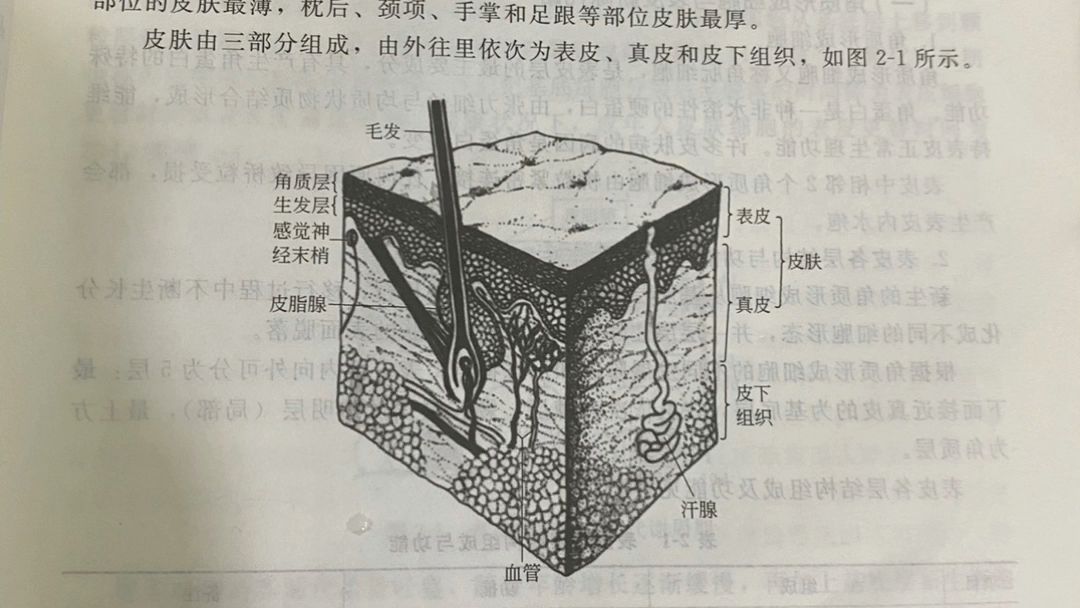 皮肤的组成由表皮,真皮和皮下组织构成