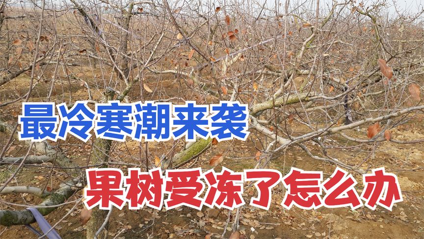 十几年最冷寒潮来袭,果树怎样做避免受冻,出现冻害怎么办?