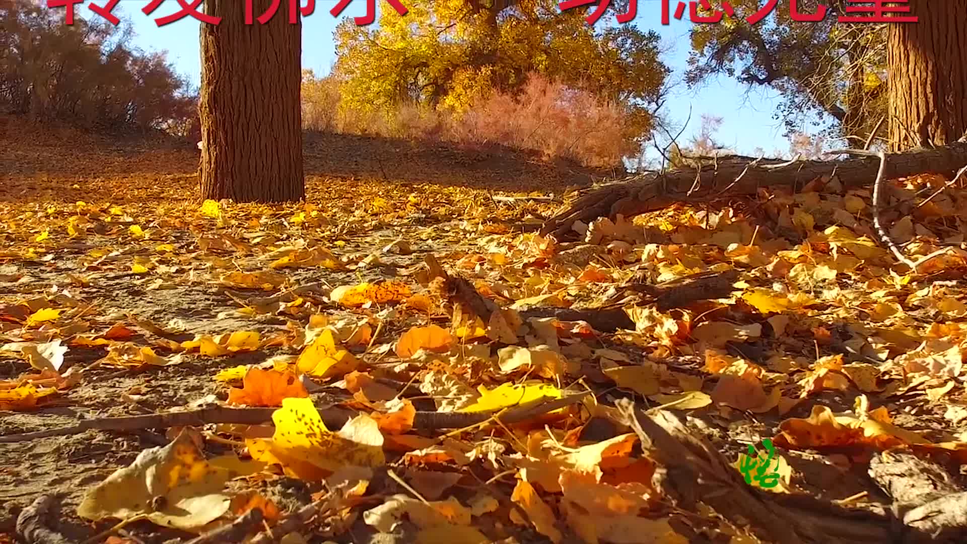 风光佛乐天天听「文殊菩萨心咒」让孩子增长智慧、聪明健康