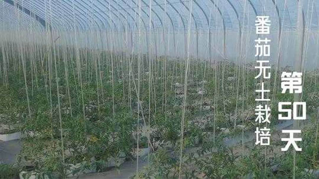 低成本无土栽培的番茄,50天长啥样子?很标准