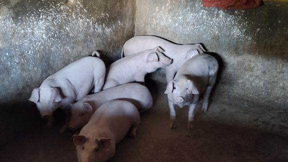 皮皮三娃家里的猪为什么少了,只有六只小猪,原因是非洲猪瘟的事