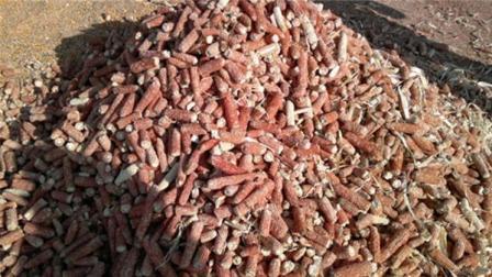 玉米芯可是个宝, 用它当柴烧太浪费了, 农业专家说它是大宝贝!