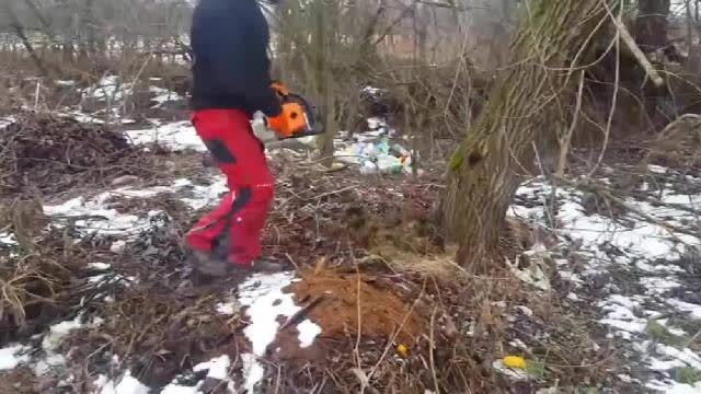 实拍德国伐木工砍伐树木,看这伐树过程,简直太过瘾了