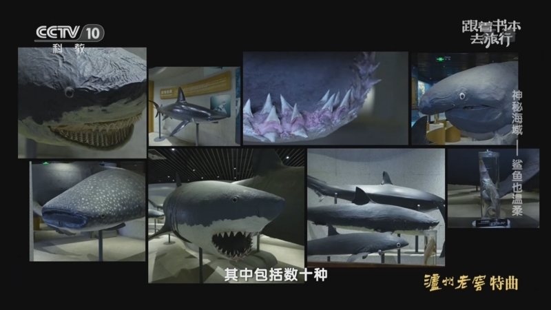 《跟着书本去旅行》 20220711 神秘海域——鲨鱼也温柔