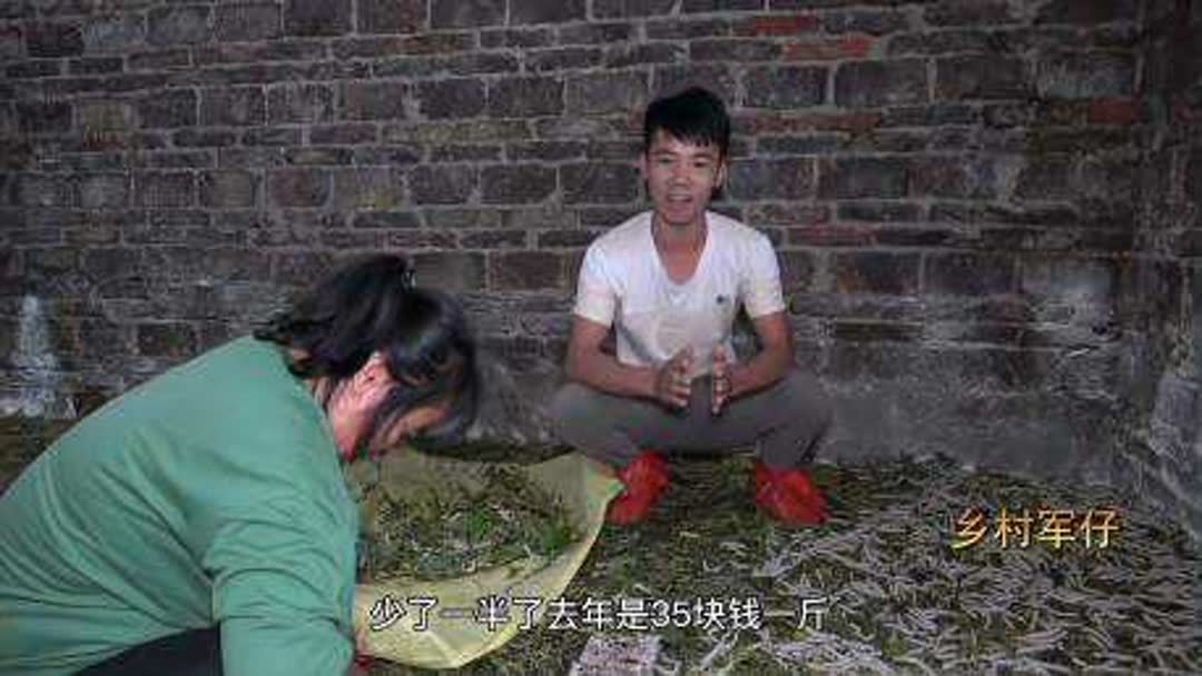 新一批蚕宝宝结茧了,不仅可以拿来做衣服被子,蚕蛹还可以拿来吃
