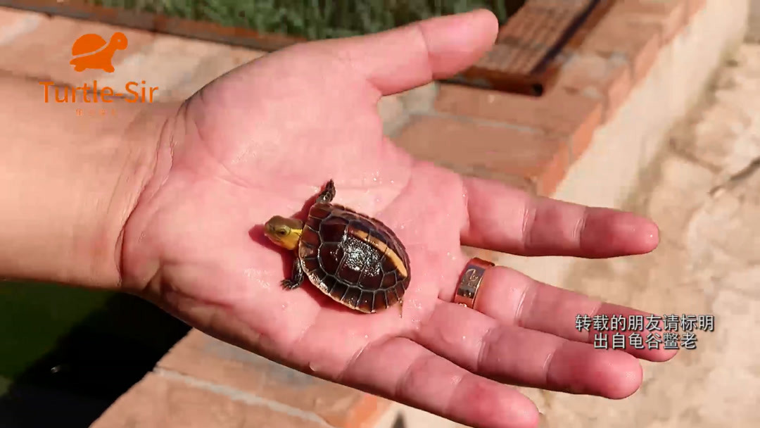 黄缘龟环境里种植物注意这一点可以防龟越狱-龟谷鳖老