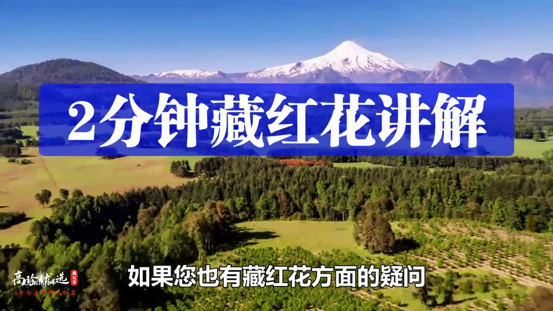 藏红花的功效对女人有什么好,女性喝藏红花的功效与用及禁忌