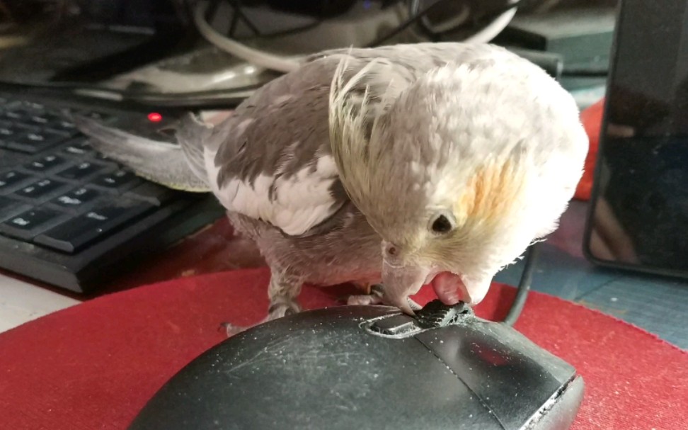 【鹦鹉】鼠标滚轮的口感一定不错…