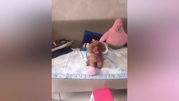 狗狗练习上厕所,一遍一遍,看得出来它真的不需要上厕所