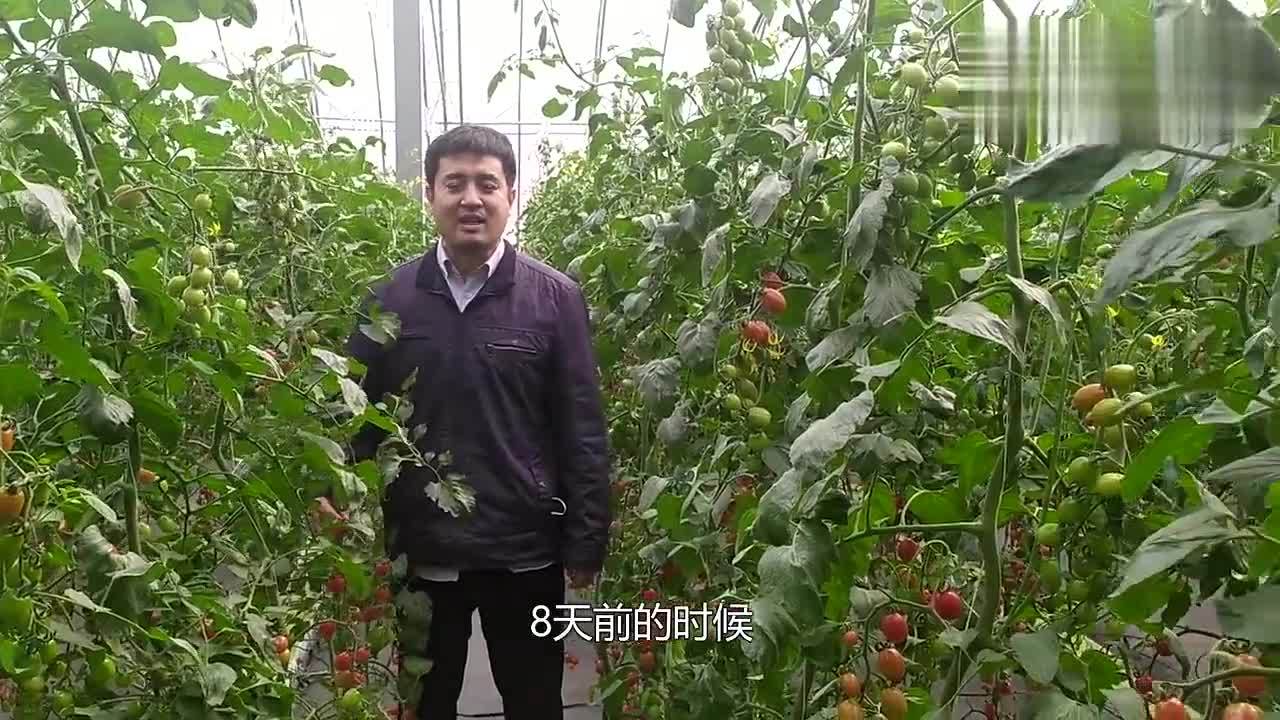 无土栽培的优势是什么