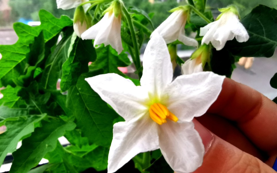 【阳台种菜19】 荔枝番茄开花了 期待结果