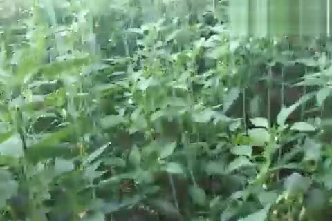 大棚蔬菜辣椒种植技术