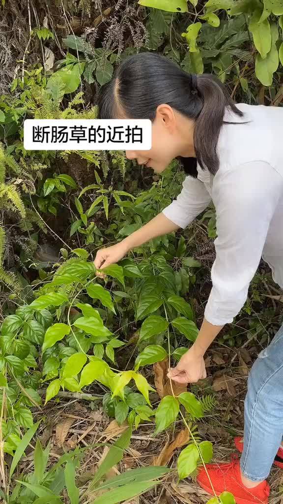 好多网友跟我说,看不清楚断肠草的叶子#农村#植物#断肠.