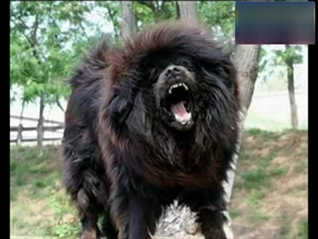 藏獒打架视频 藏獒VS雄狮 超精彩,看不看随你、