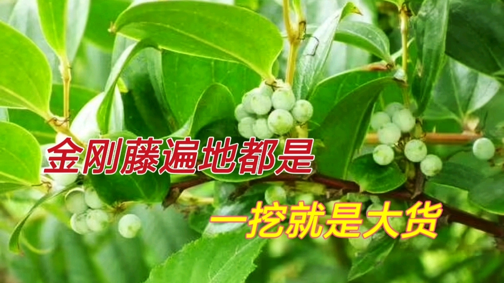 满竹园的金刚藤,都没人要,想怎么挖就怎么挖真开心