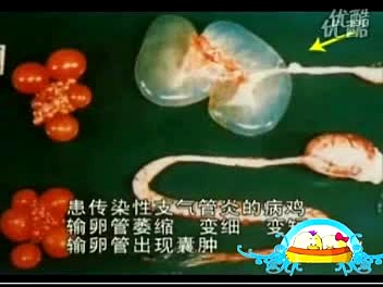 传染性支气管炎防控技术