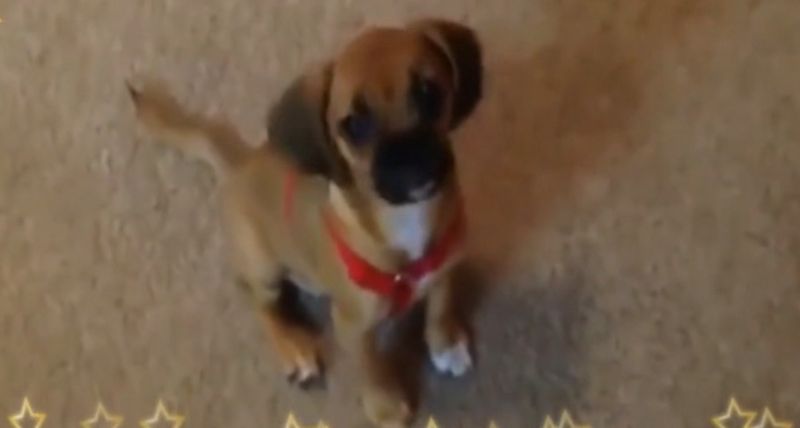 狗狗为什么喜欢歪头看你,其实它是在传递这个信息!