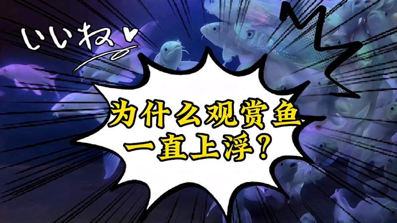 观赏鱼为什么会浮在水面上?为什么充着氧,观赏鱼还缺氧?