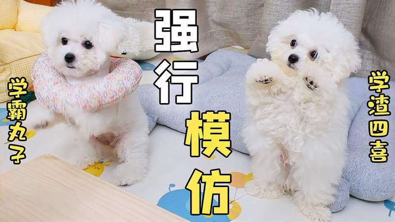 会模仿的狗狗,每个表情都是戏